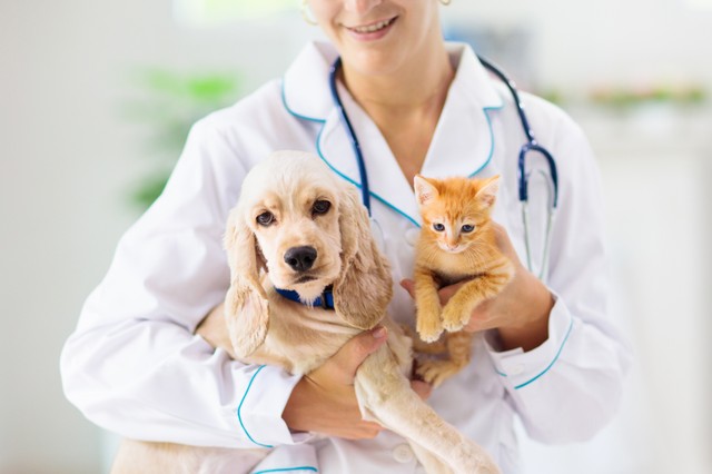 Trusted Veterinary Care at Fountain Veterinary Hospital